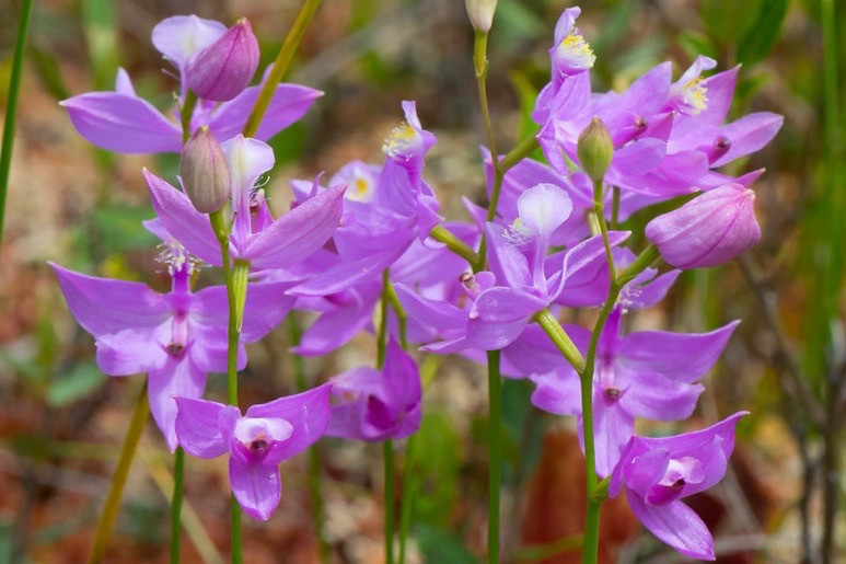 Calopogon tuberosus (Grass Pink)