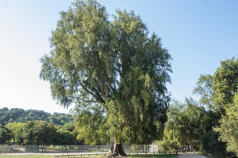 Umbellularia californica (California Laurel)
