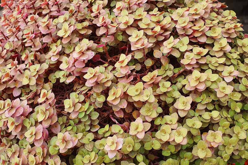 Sedum makinoi 'Ogon' (Golden Japanese Stonecrop)