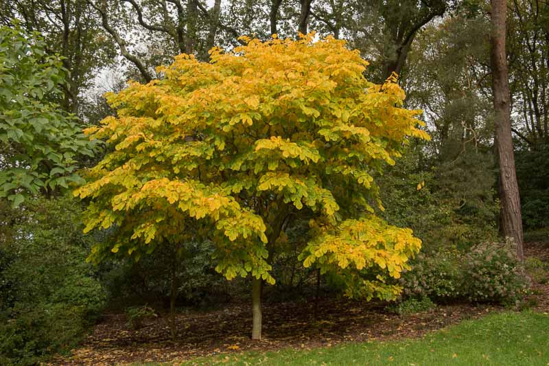 Cladrastis kentukea (Yellowwood)