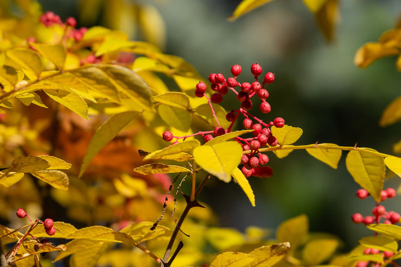 Zanthoxylum americanum (Prickly Ash)