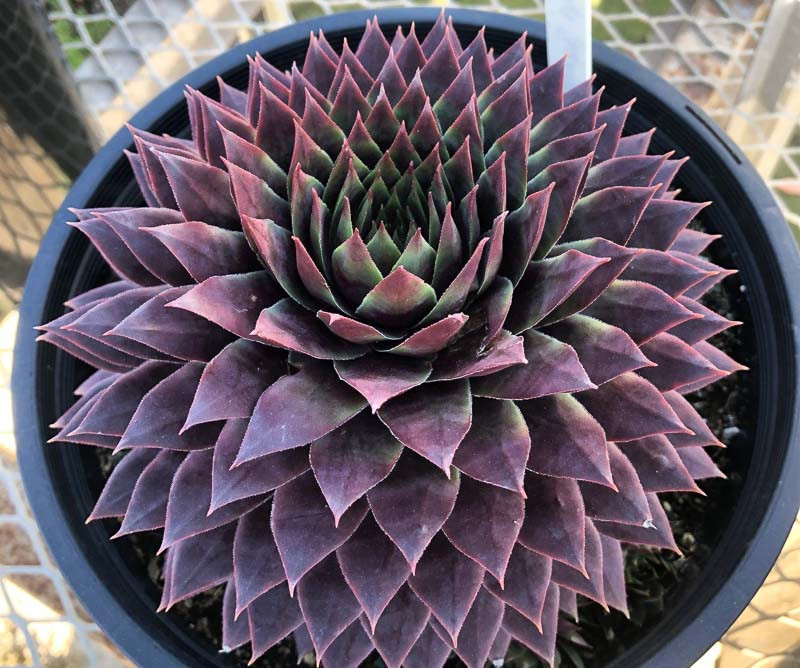 Sempervivum SUPERSEMPS® 'Ruby' (Hens and Chicks)