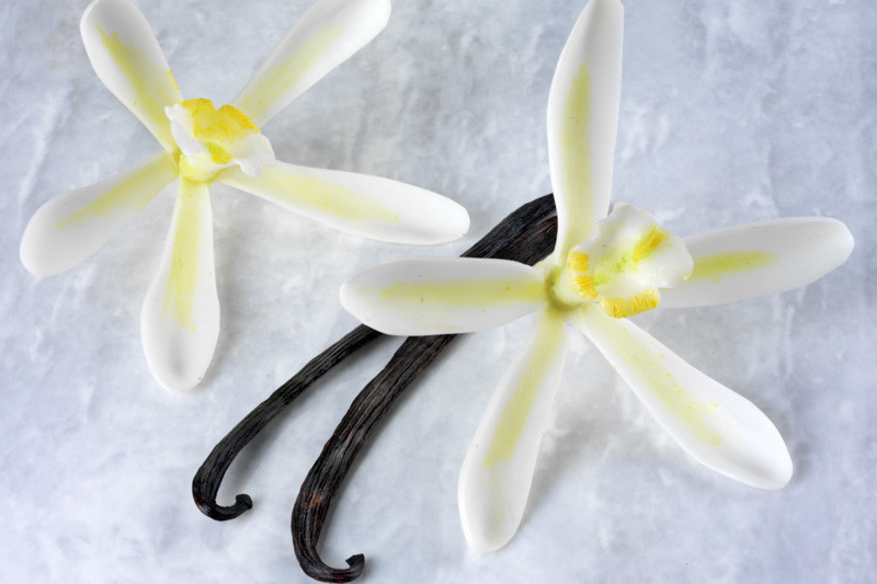 Vanilla planifolia (Vanilla)