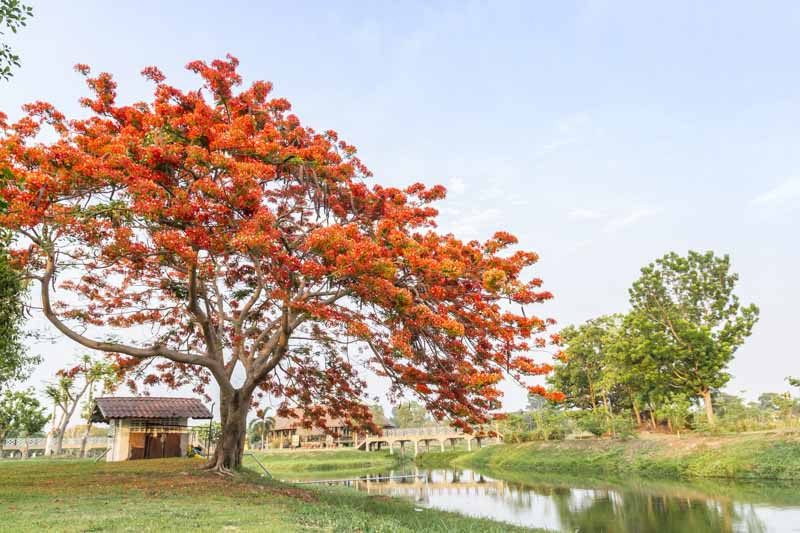 Butea monosperma (Flame of the Forest)