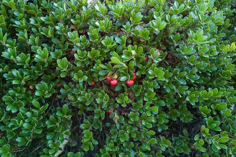 Arctostaphylos uva-ursi 'Massachusetts' (Bearberry)
