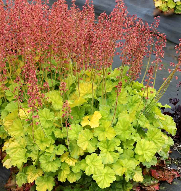 Heuchera NORTHERN EXPOSURE™ Lime (Coral Bells)