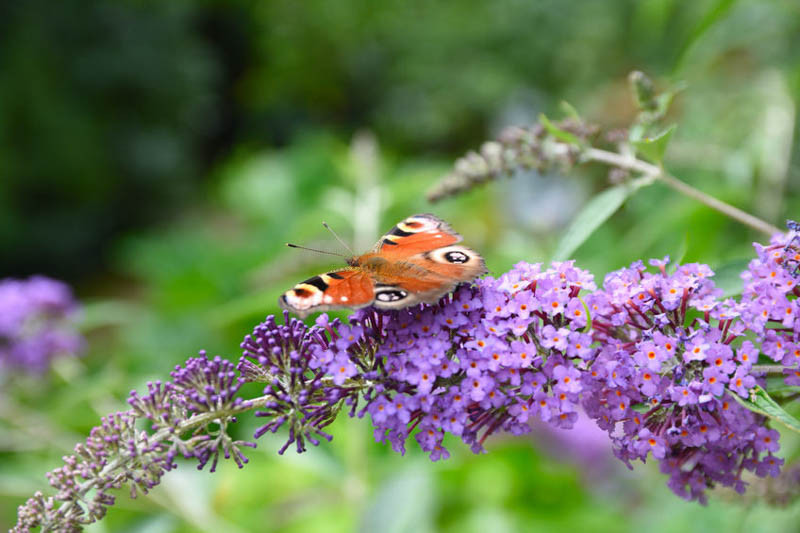 Buddleja 'Blue Chip' (Butterfly Bush)