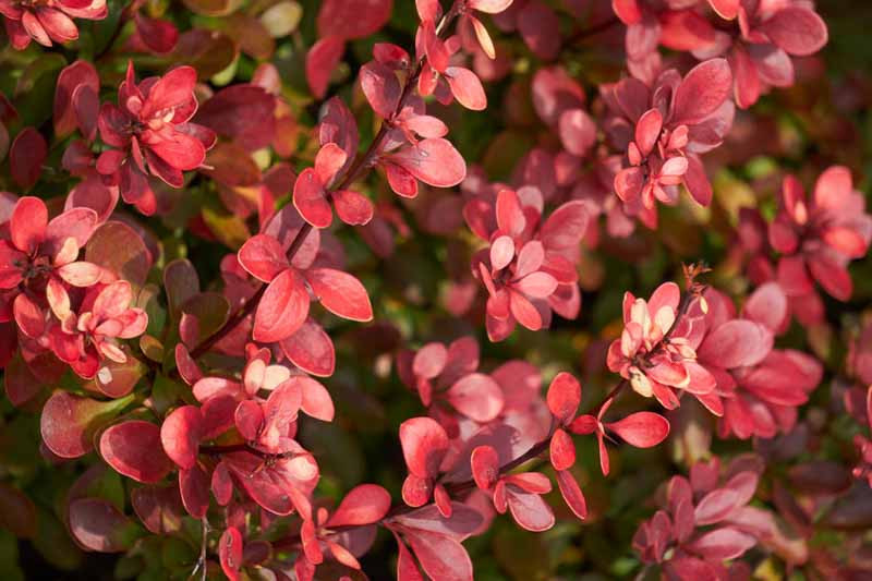 Berberis thunbergii 'Atropurpurea Nana' (Japanese Barberry)