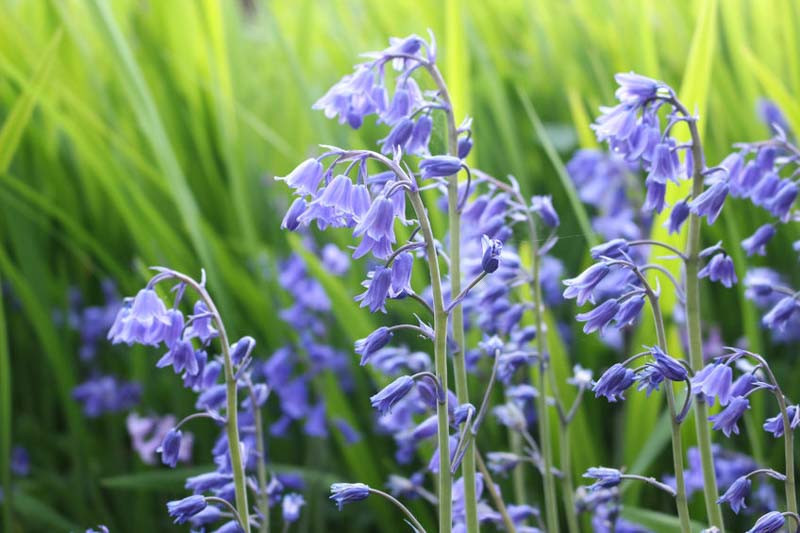 Hyacinthoides non-scripta (English Bluebells)