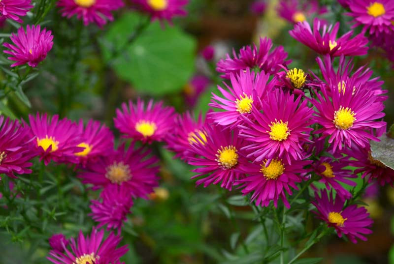Aster novae-angliae 'September Ruby' (New England Asters)
