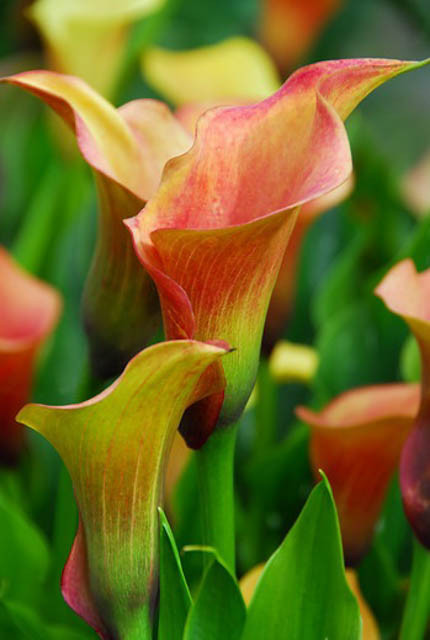 Zantedeschia 'Captain Amigo' (Calla Lily)