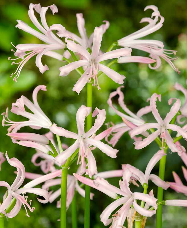 Nerine bowdenii 'Albivetta' (Guernsey Lily)