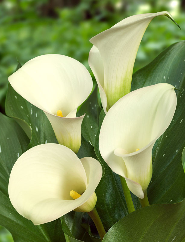 Zantedeschia 'Captain Ventura' (Calla Lily)