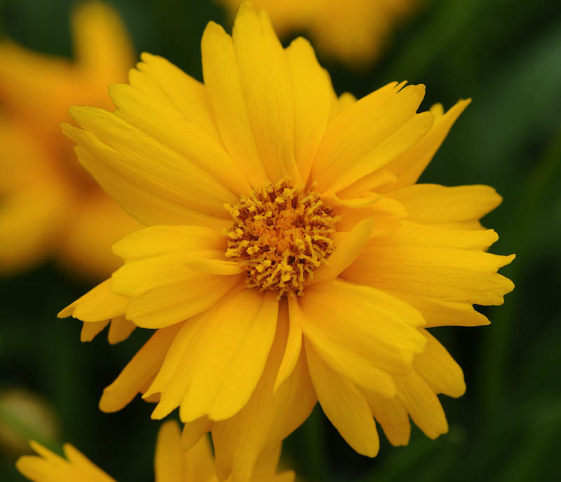 Coreopsis grandiflora 'Sun Up' (Tickseed)