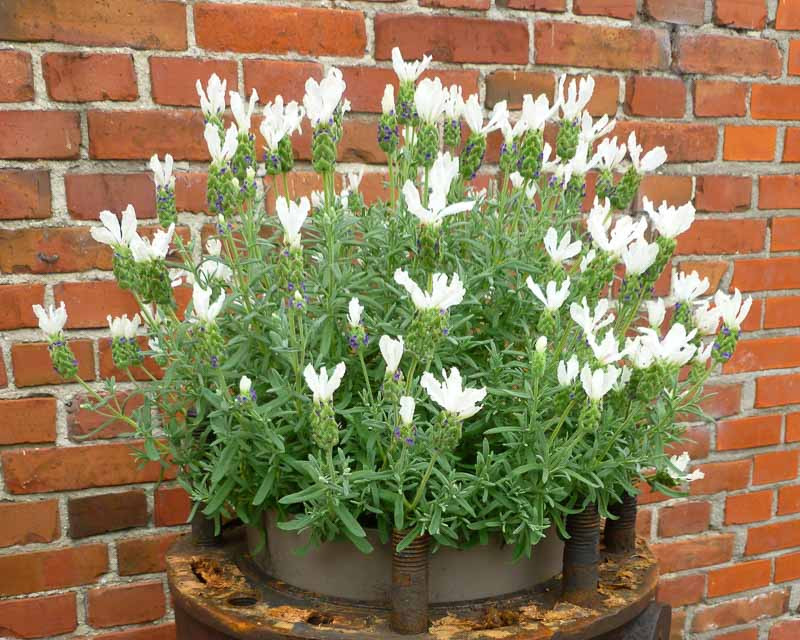 Lavandula stoechas 'Anouk White' (Lavender)