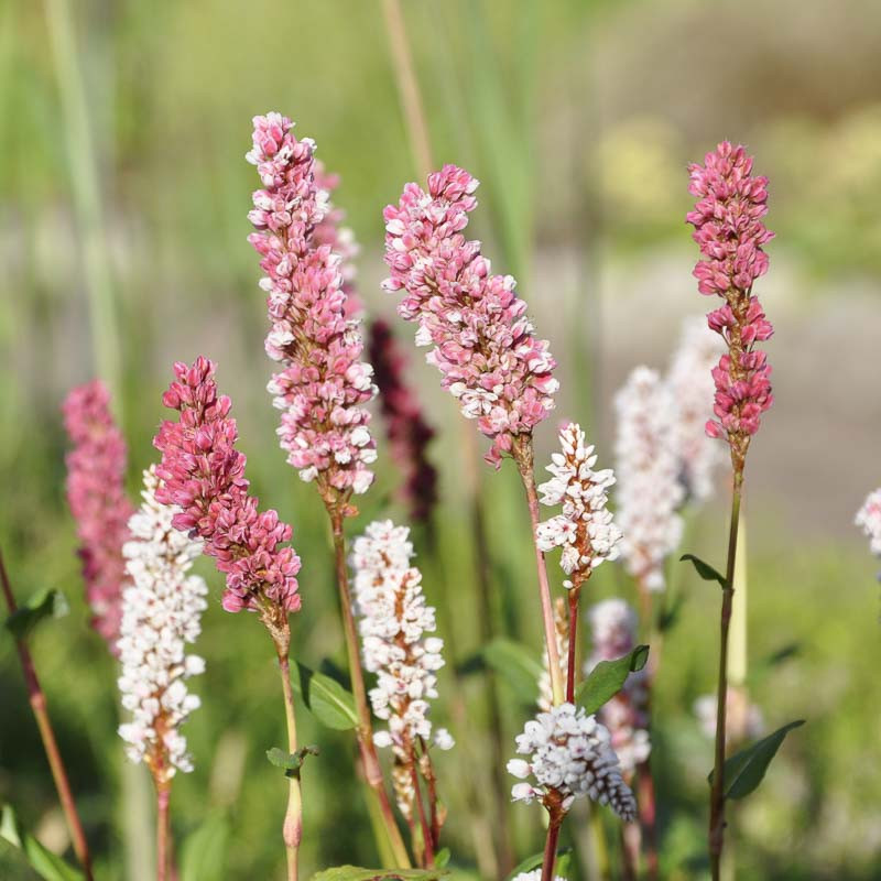Persicaria affinis (Lesser Knotweed)