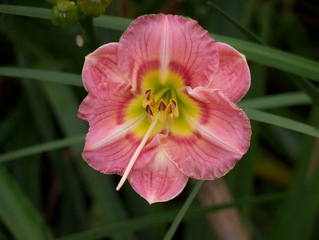 Hemerocallis 'Wineberry Candy' (Daylily)