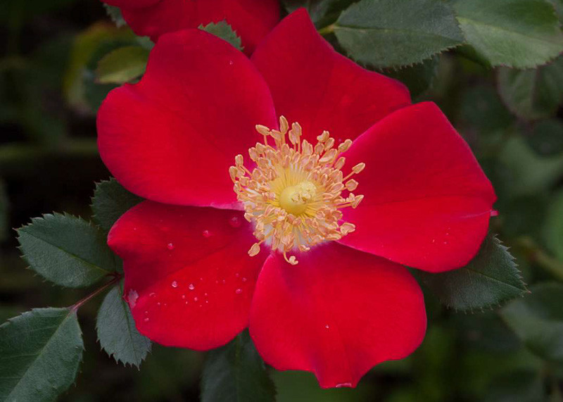 Rosa Oso Easy Cherry Pie (Groundcover Rose)