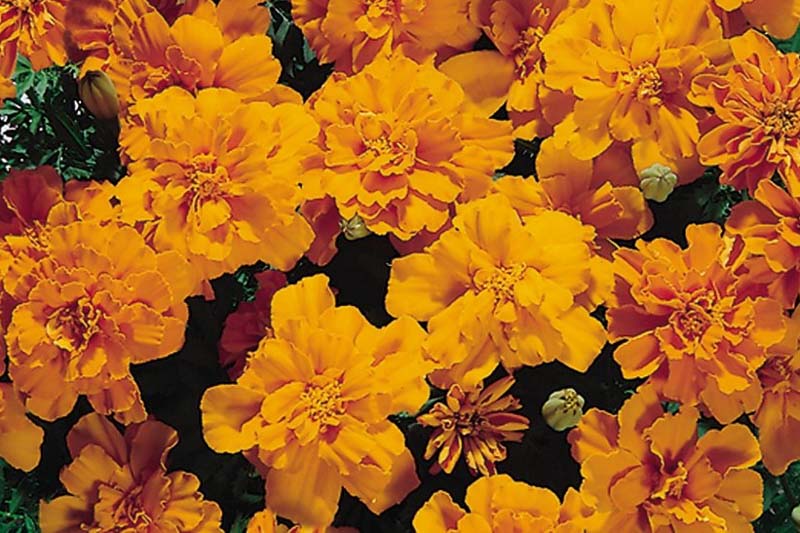 Tagetes patula 'Safari Tangerine' (French Marigold)