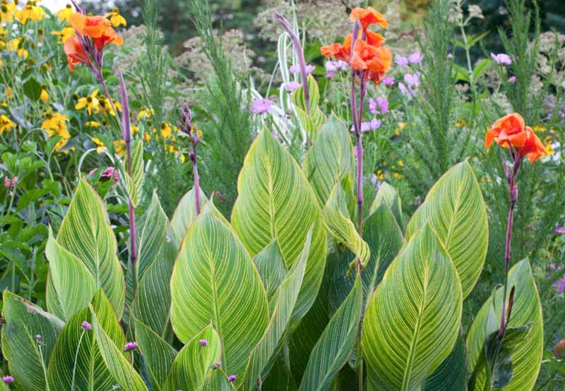 Canna 'Pretoria' (Canna Lily)