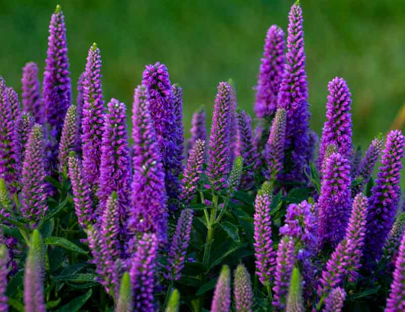 Veronica 'Purple Illusion' (Spike Speedwell)