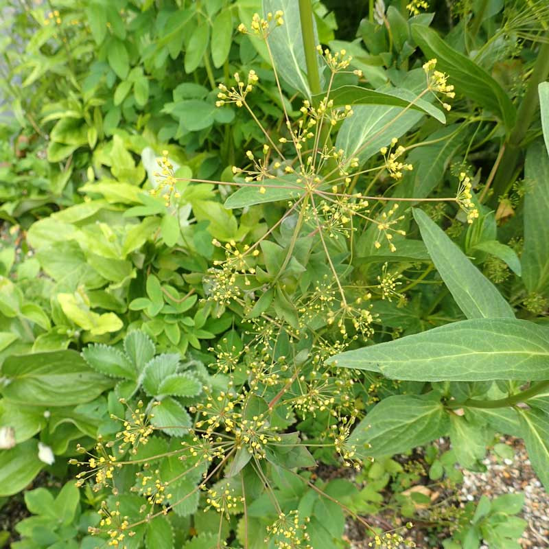 Taenidia integerrima (Yellow Pimpernel)
