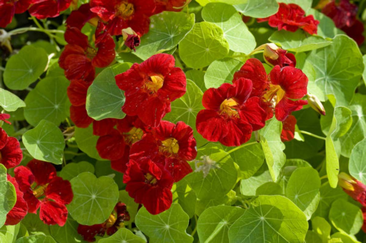 Tropaeolum minus 'Tip Top Mahogany' (Nasturtium)