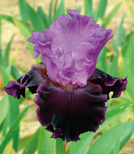 Iris 'Dangerous Liaison' (Bearded Iris)