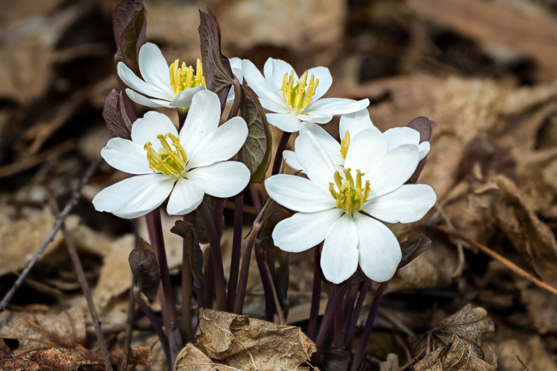 Jeffersonia diphylla (Twinleaf)