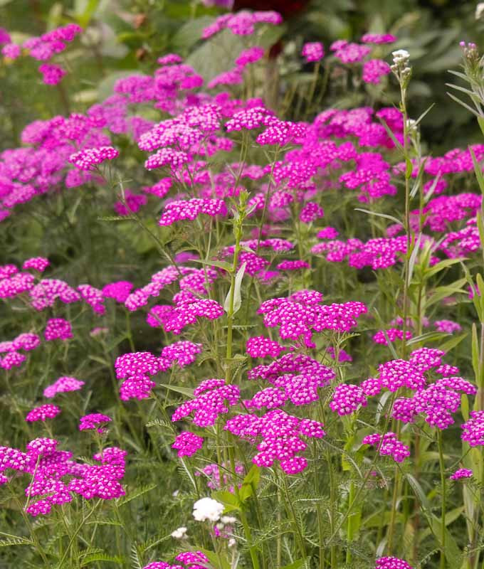Achillea millefolium 'Cerise Queen' (Yarrow)