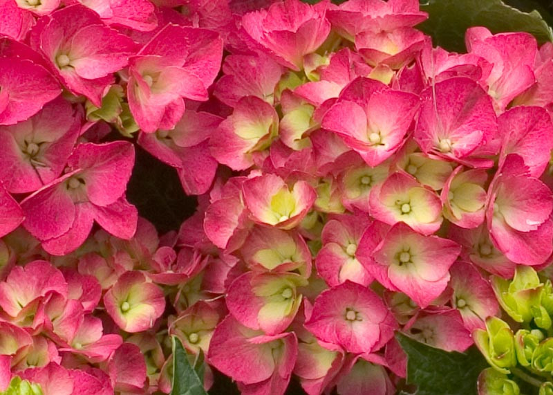 Hydrangea macrophylla Cityline® Paris