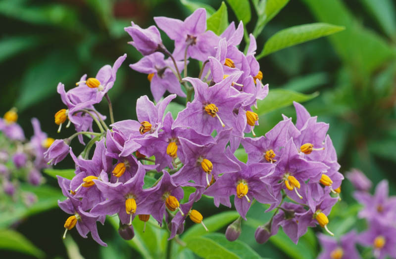 Solanum crispum 'Glasnevin' (Chilean Potato Bush)