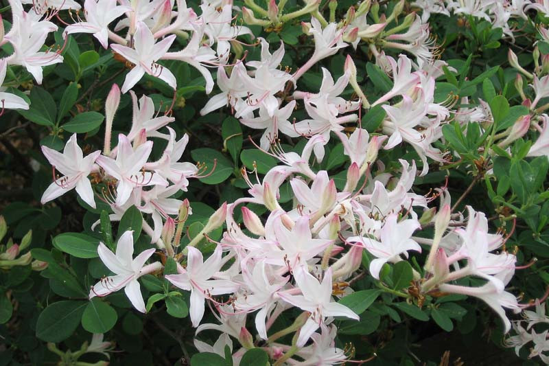 Rhododendron atlanticum (Coastal Azalea)