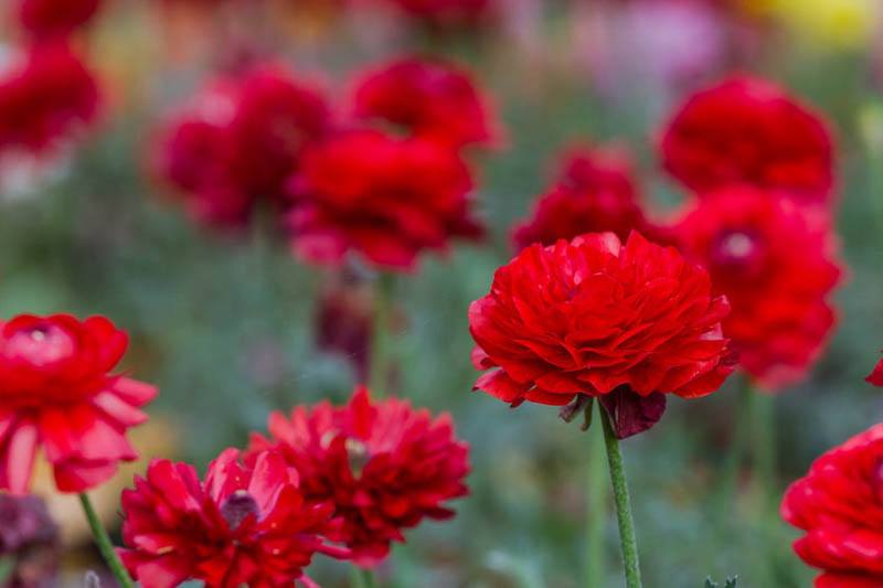 Ranunculus asiaticus 'Tecolote Red' (Persian Buttercup)