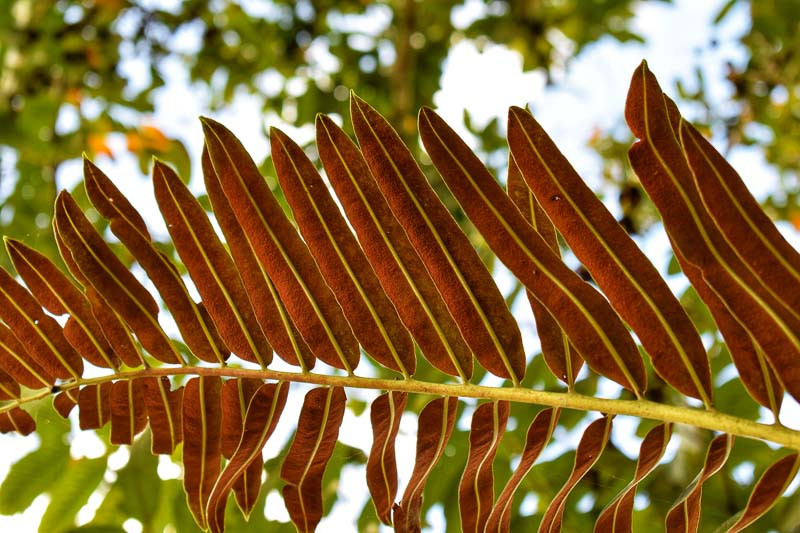 Acrostichum danaeifolium (Giant Leather Fern)