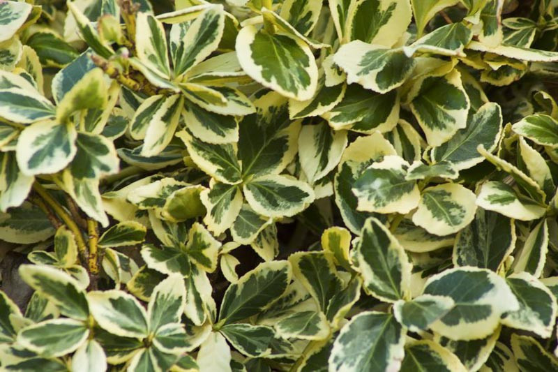 Euonymus japonicus 'Silver King' (Japanese Spindle)