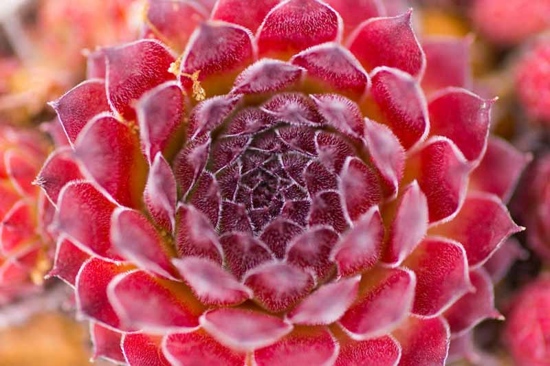 Sempervivum 'Red Rubin' (Hens and Chicks)