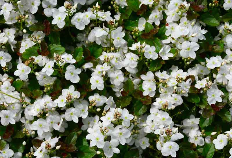 Veronica 'Whitewater' (Prostrate Speedwell)
