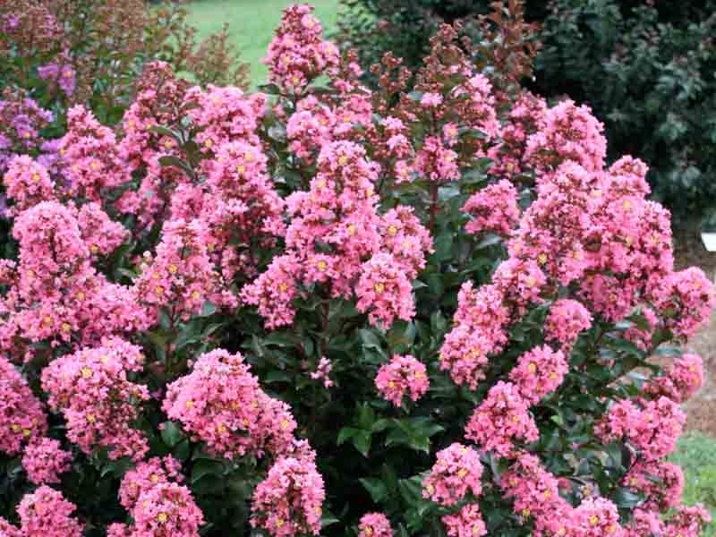 Lagerstroemia 'Coral Magic' (Crape Myrtle)