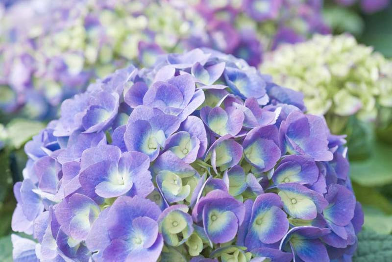 Hydrangea macrophylla Endless Summer® BloomStruck®
