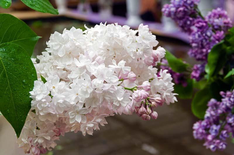 Syringa vulgaris 'Beauty of Moscow' (Lilac)