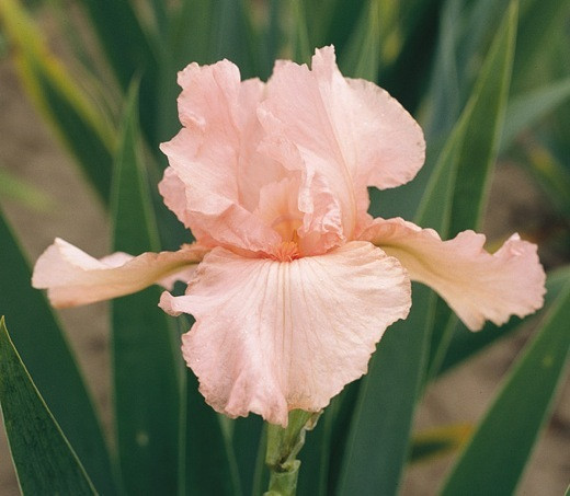 Iris 'Pink Attraction' (Reblooming Bearded Iris)