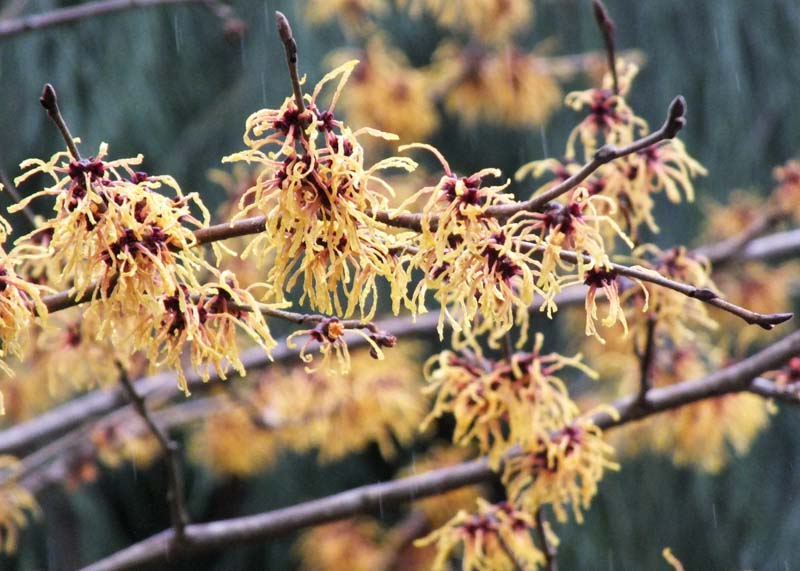 Hamamelis x intermedia 'Vesna' (Witch Hazel)