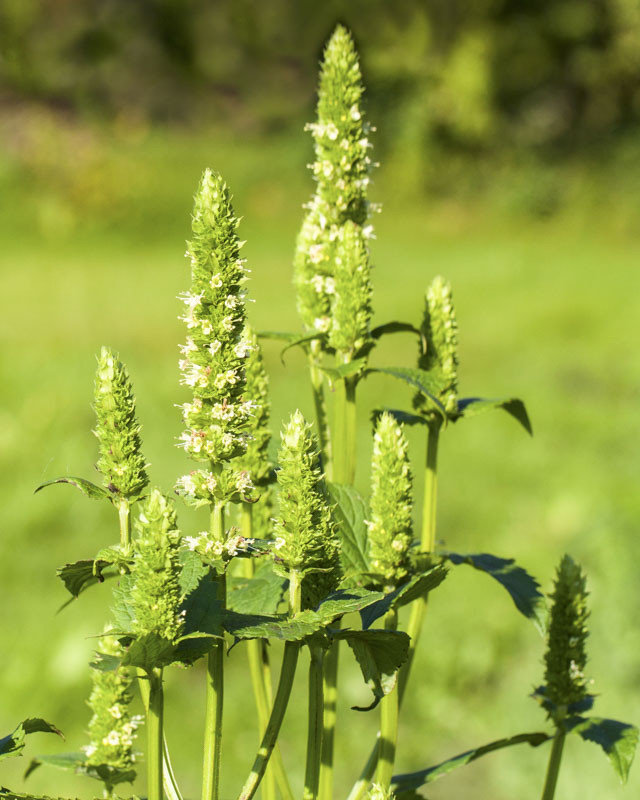Agastache nepetoides (Yellow Giant Hyssop)