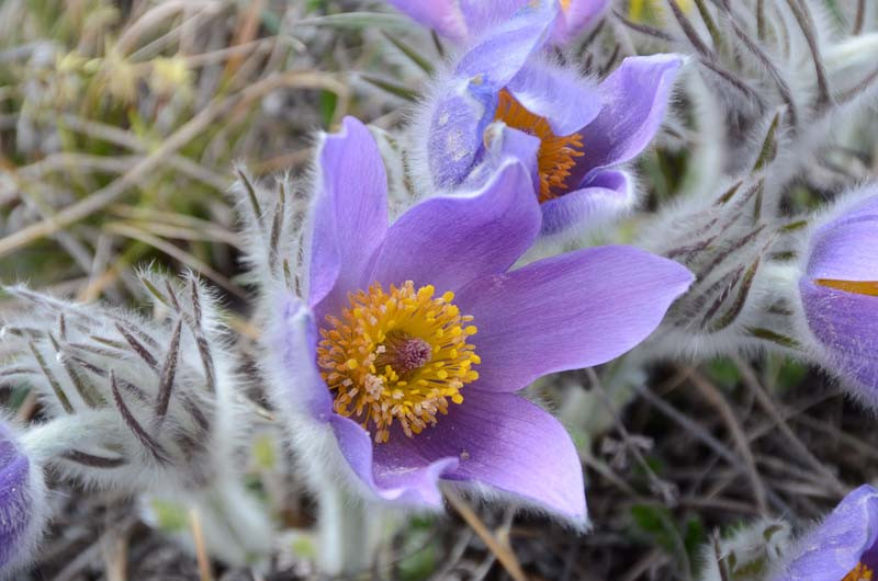Pulsatilla halleri subsp. taurica (Crimean Pasque Flower)