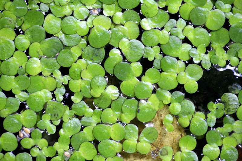 Lemna minor (Common Duckweed)
