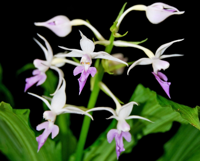 Calanthe reflexa (Hardy Calanthe Orchid)