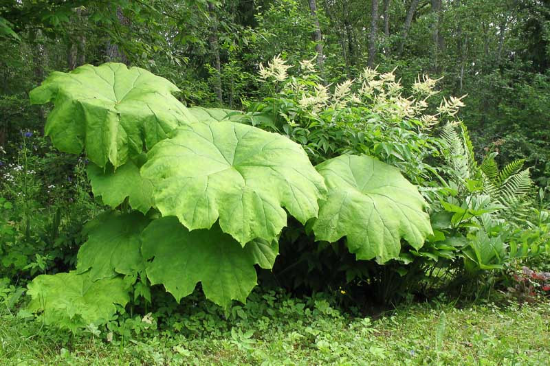 Astilboides tabularis (Common Astilboides)