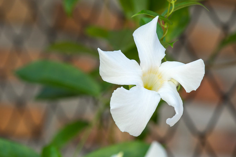 Mandevilla Laxa Kaufen