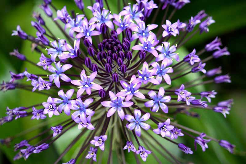 Scilla peruviana (Portuguese Squill)
